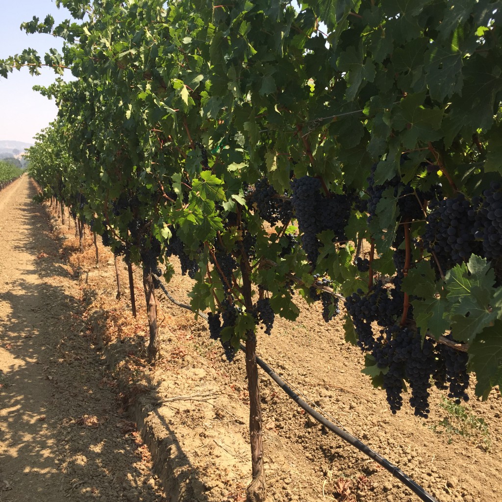 Lanza Musto Vineyards - Cabernet Clone Descriptions - Musto Wine Grape Company, LLC. - BlogMusto ...
