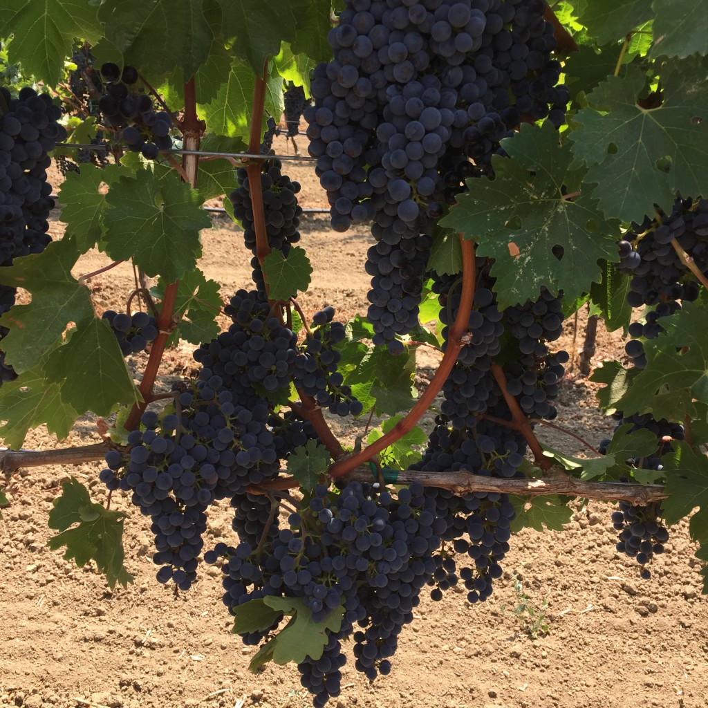 Lanza Musto Vineyards - Cabernet Clone Descriptions - Musto Wine Grape Company, LLC. - BlogMusto ...