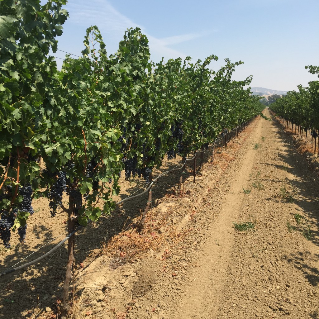 Lanza Musto Vineyards - Cabernet Clone Descriptions - Musto Wine Grape Company, LLC. - BlogMusto ...
