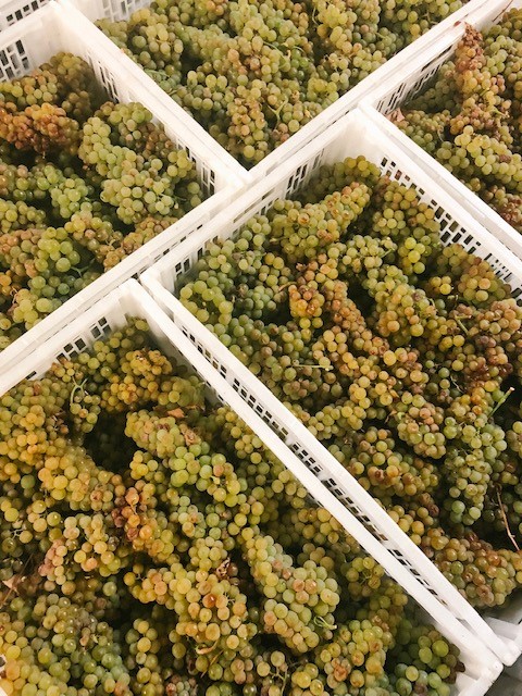 Muscat Winemaking Recipe - Musto Wine GrapeMusto Wine Grape Company, LLC. – Blog