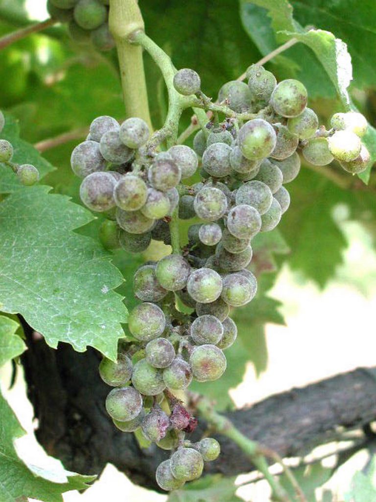 VINEYARD PESTS AND WHAT TO DO ABOUT THEM - MUSTO WINEMusto Wine Grape Company, LLC. – Blog